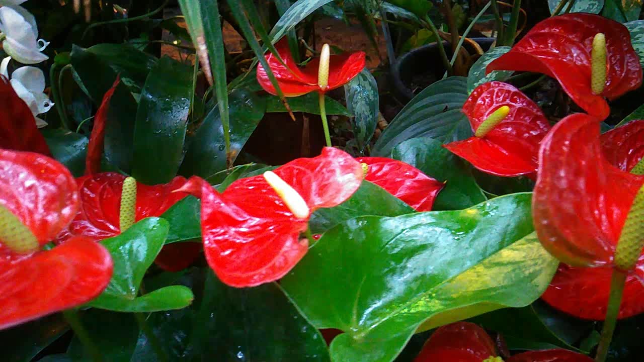 Футаж для видео монтажа  Цветы 02