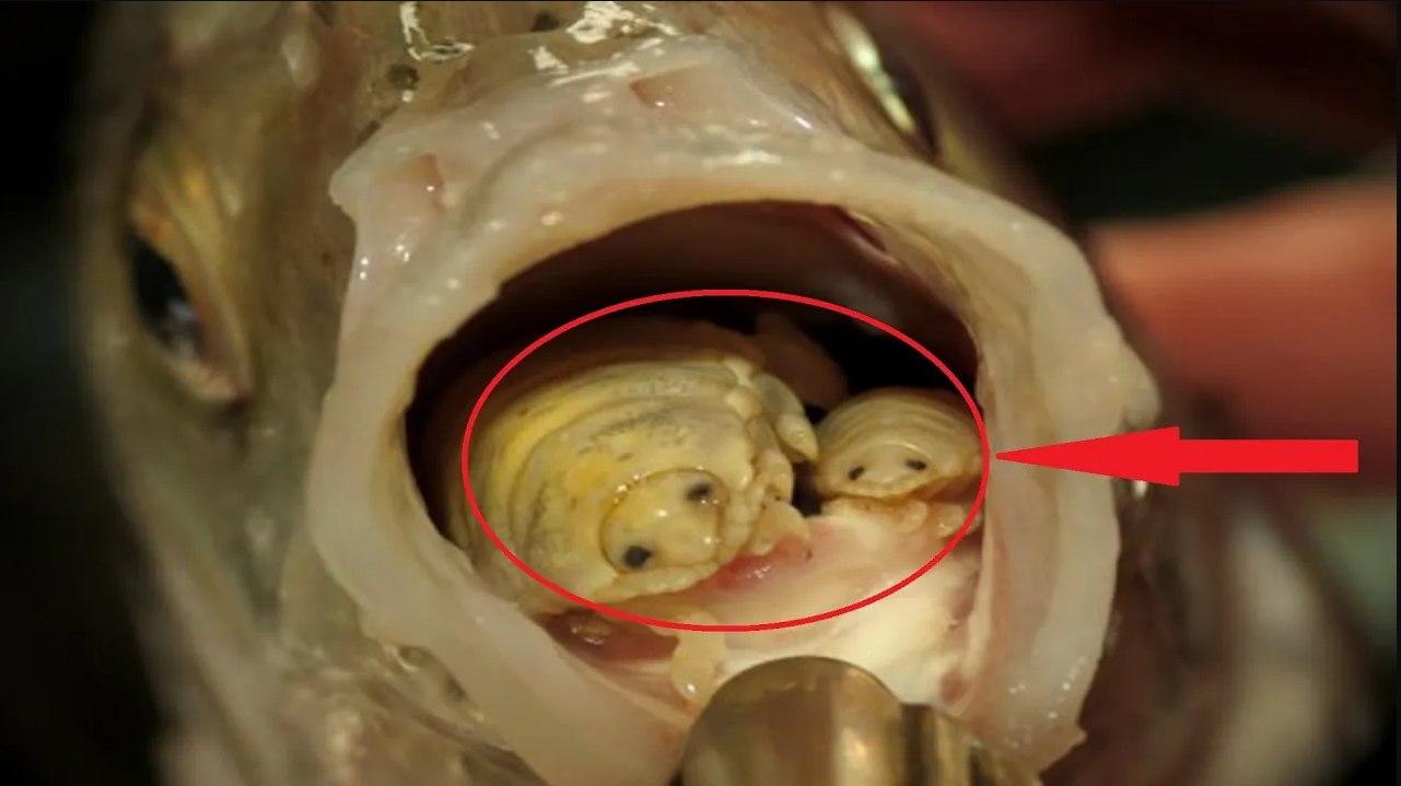 Паразиты! Они среди нас!