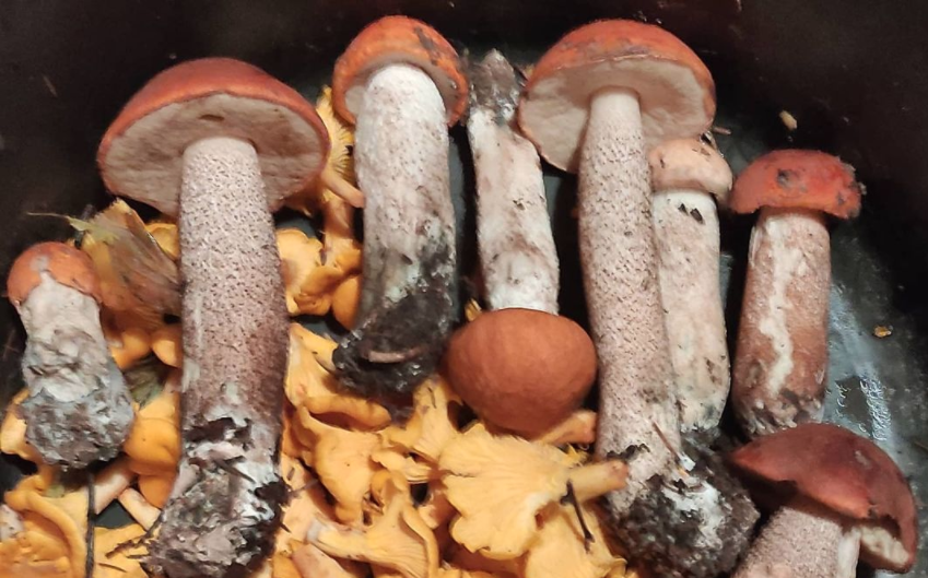 Грибы есть - но их мало. Немного подосиновиков на жарёшку).