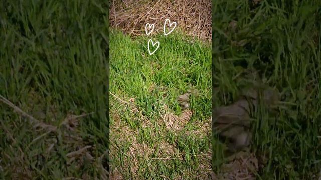 Брачные игры ежиков.