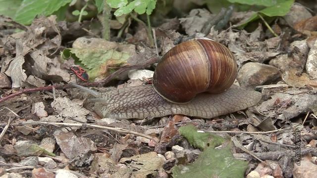 ВИНОГРАДНАЯ УЛИТКА