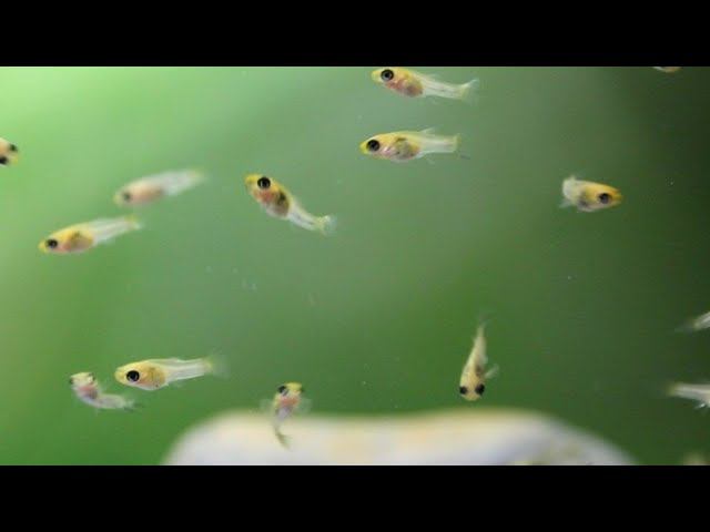 Мальки гуппи