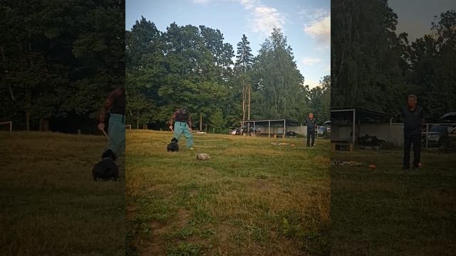 КАНЕ-КОРСО 11 МЕСЯЦЕВ