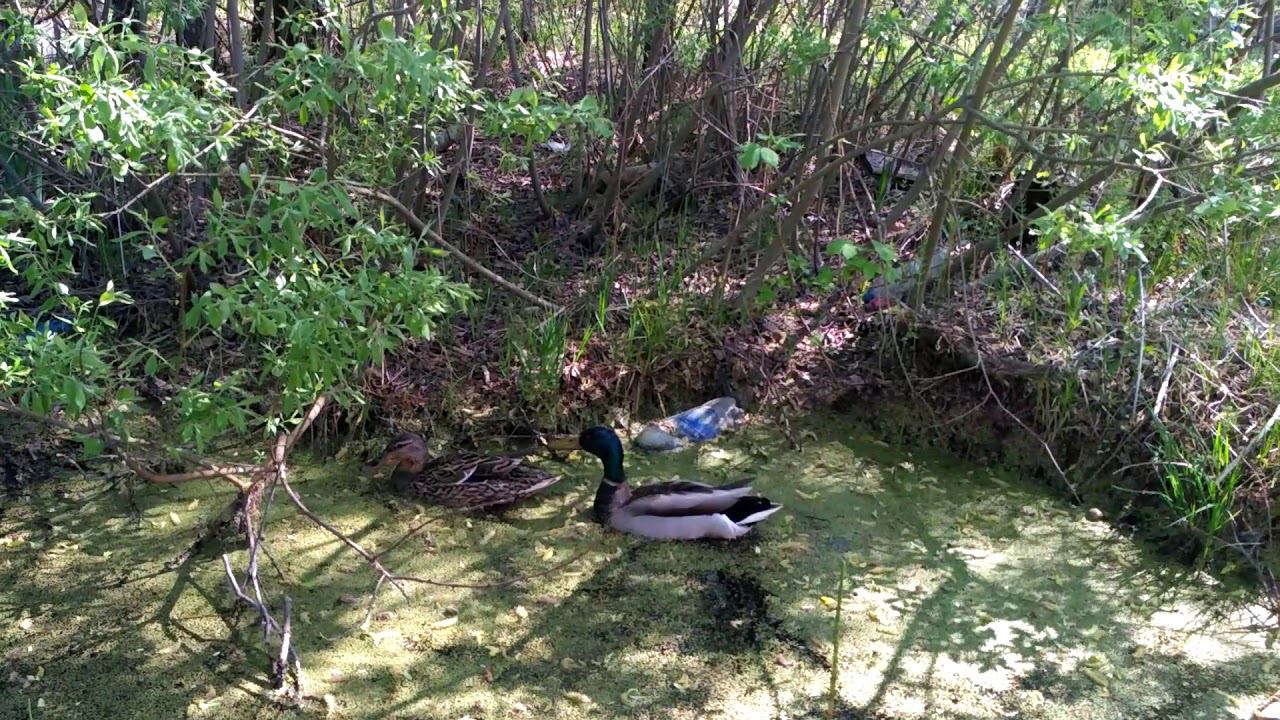 Встреча семьи уток.