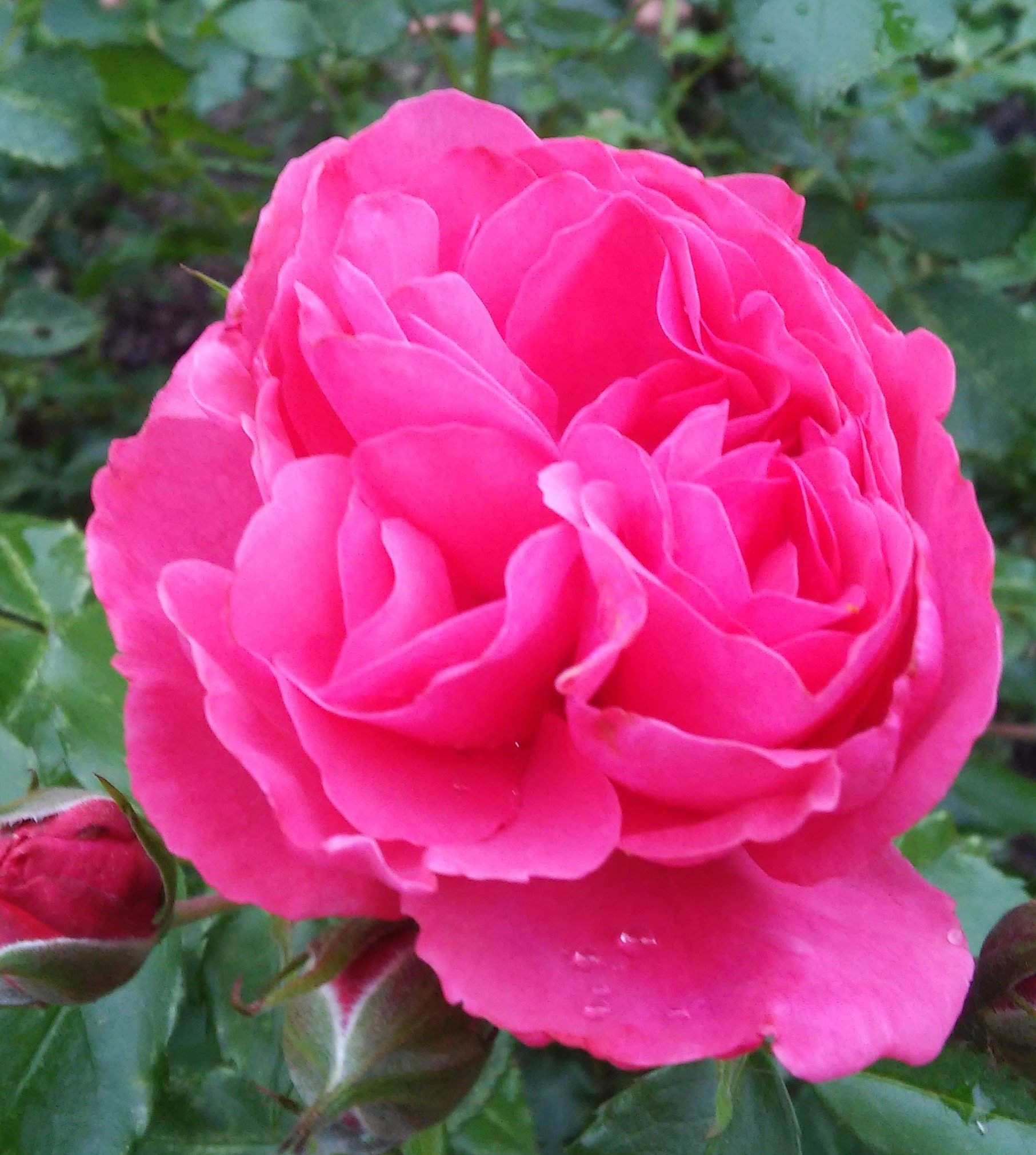 КАК Я ЗАКАЗЫВАЛА РОЗЫ В ПИТОМНИКЕ РОЗЫ ВДОХНОВЕНИЯ