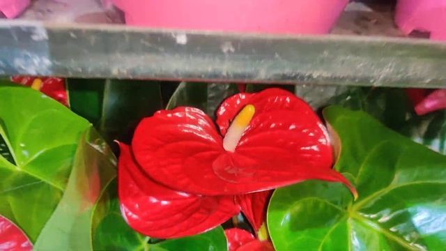 Цветы Вместе 4 июля 2020 г. приемка груза из #Амстердама 2 часть