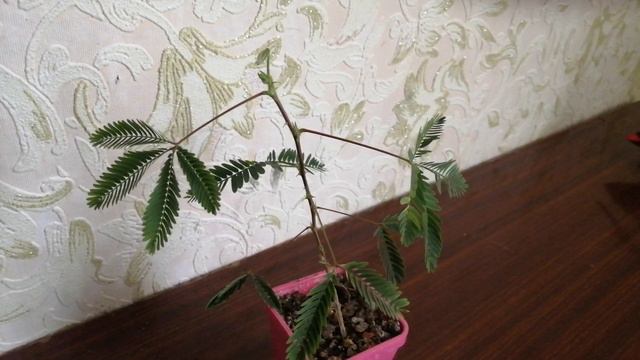 Мимоза стыдливая