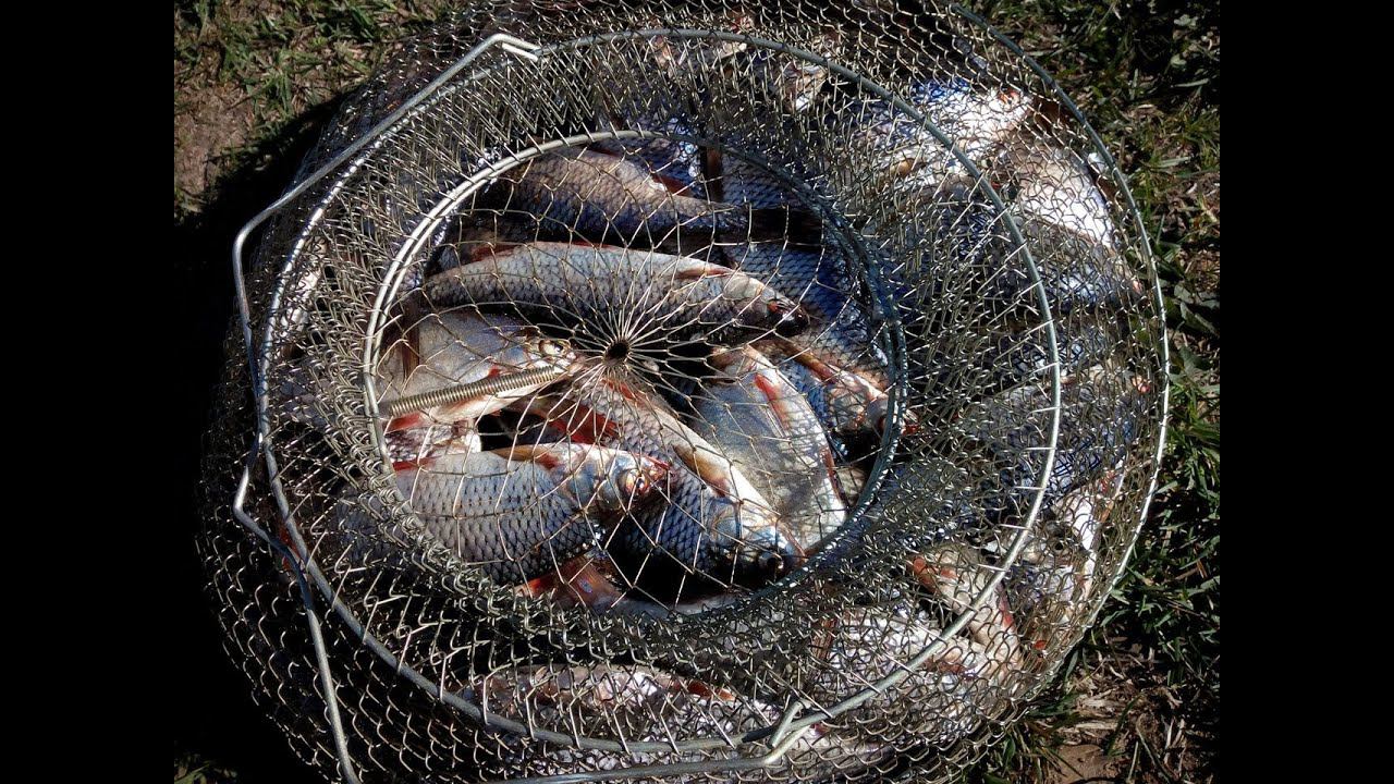 Весенняя плотва на Ладоге, Креницы 2015