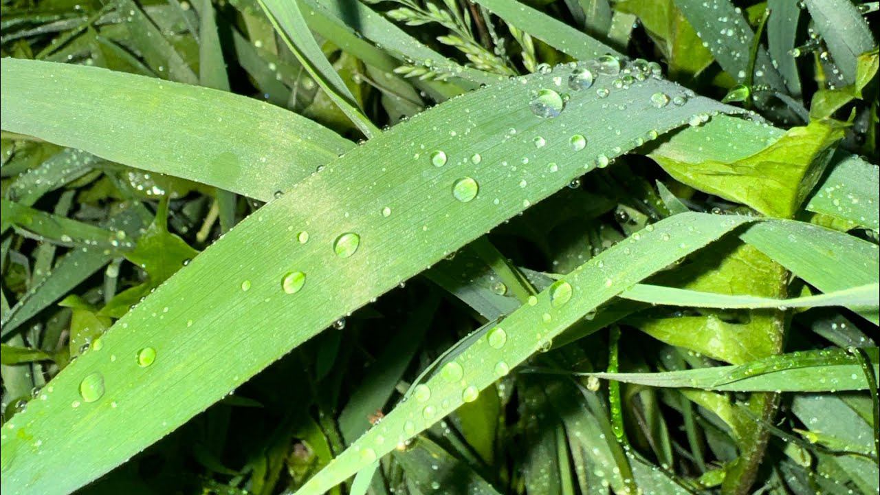 ПРИРОДА #рекомендации #природа #vibe #like #тренды #trend #красота #рек #топ #top #деревня #best