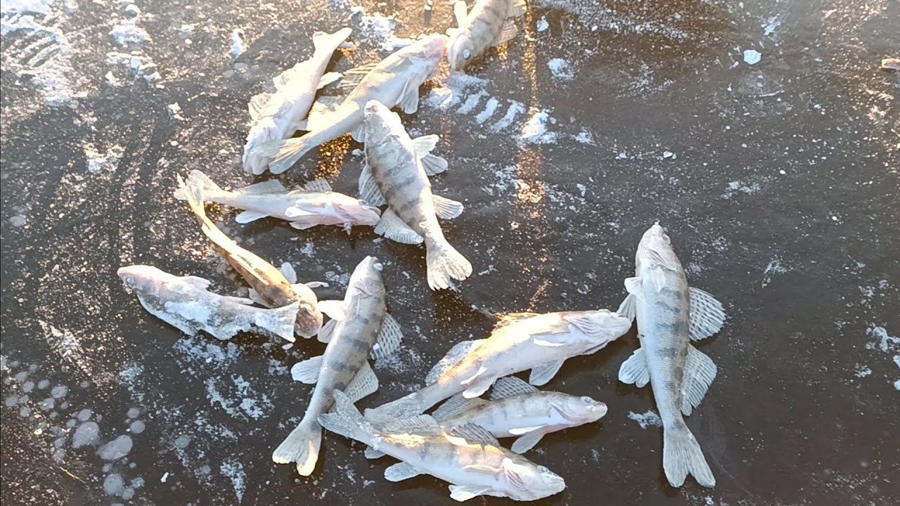 Первый лед. берш на волге (горе море)