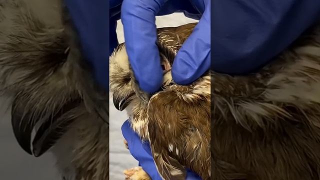 Так выглядят уши у сов