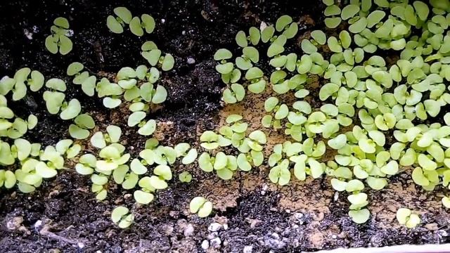 Плесень на рассаде УНИЧТОЖЕНИЕ МОМЕНТАЛЬНО.mp4