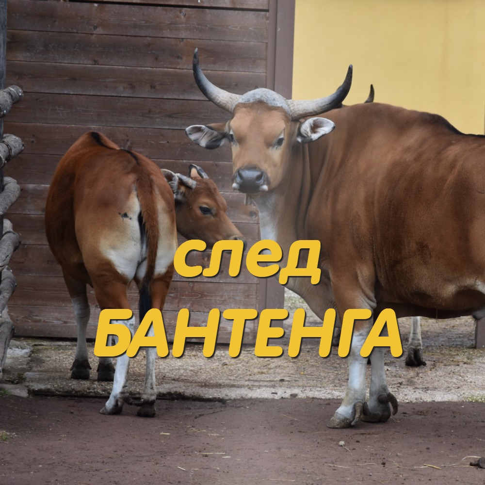 The Hunter classic(след Бантенга)