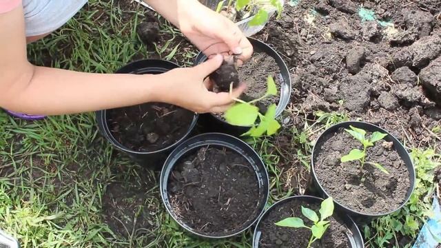 В чём лучше выращивать перцы