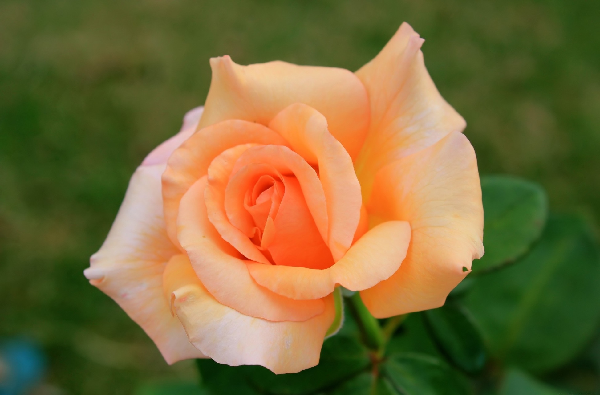 Чайная роза.mp4