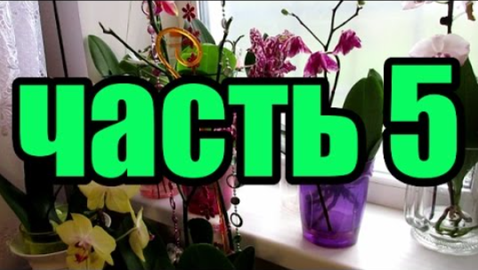 ???Орхидеи в воде спустя 5 месяца. Часть 5  Orchids in water after 5 months..mp4