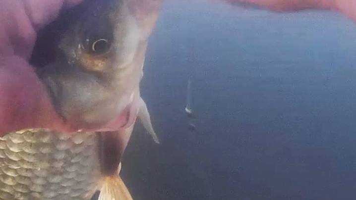 Рыбалка вечером на Ахтубе прикормка вновь выручила.