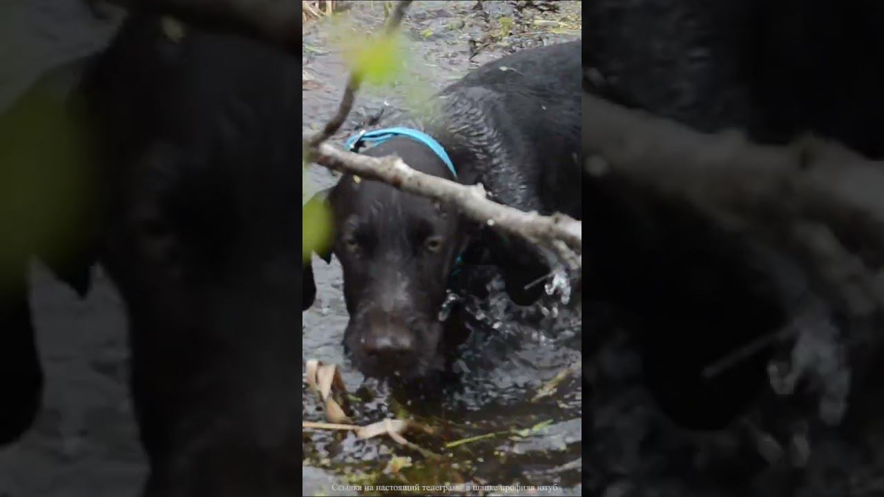 С чего начинается натаска собак? / Where does dog training begin?