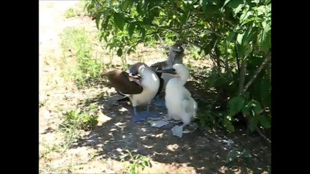 Голубоногая олуша и интересные факты о ней.