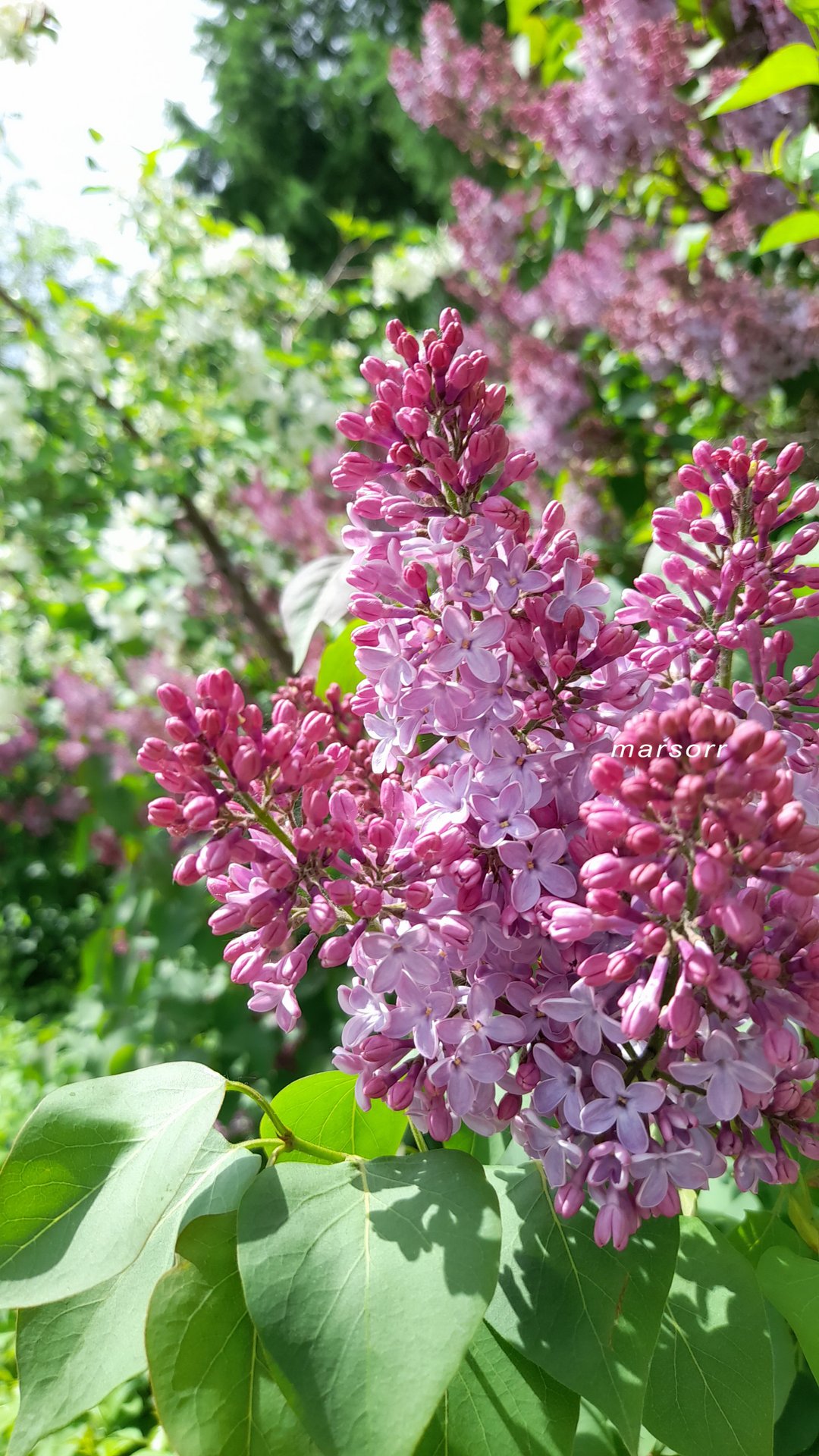 просто цветы. сиреневая нежность 3 сирень. весна, новосиб