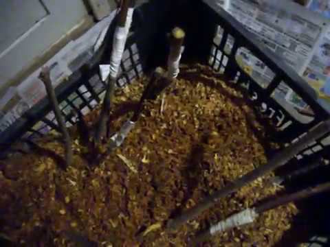 Зимняя прививка ВИШНИ, ЧЕРЕШНИ И ГРУШИ