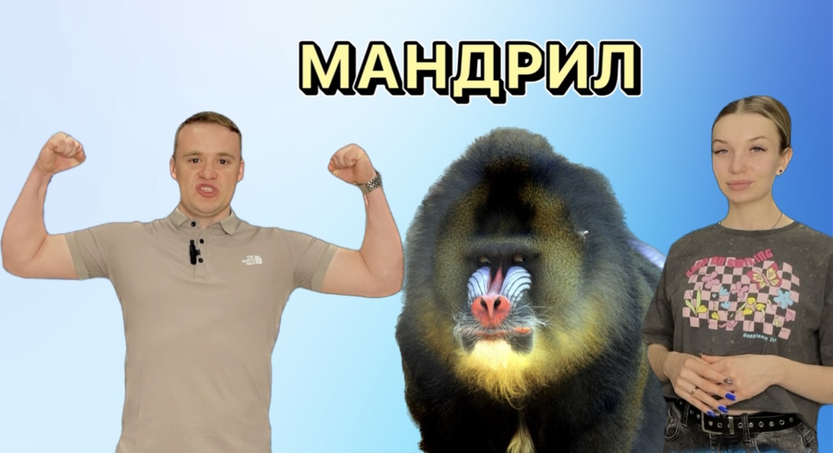 Животный мир. Мандрил (сфинкс)