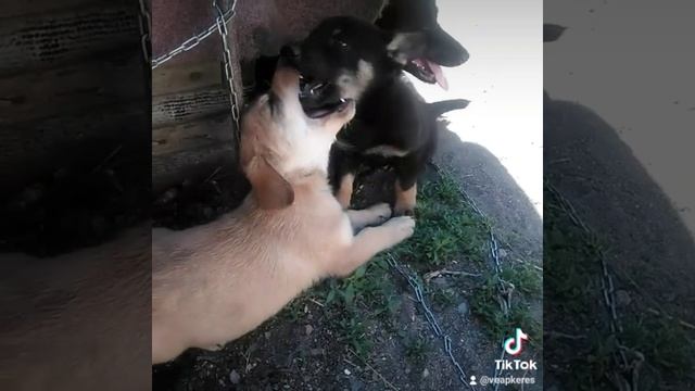 Барбоскины из деревни