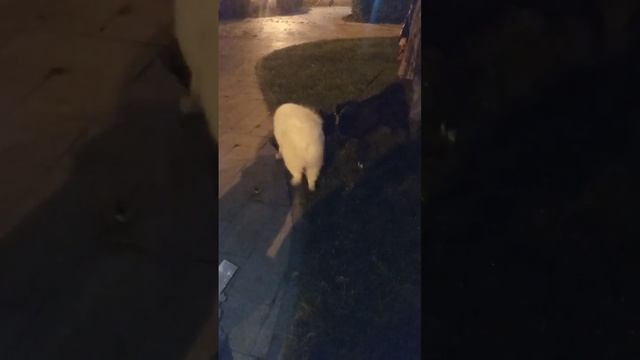 Вечерние игры собак.