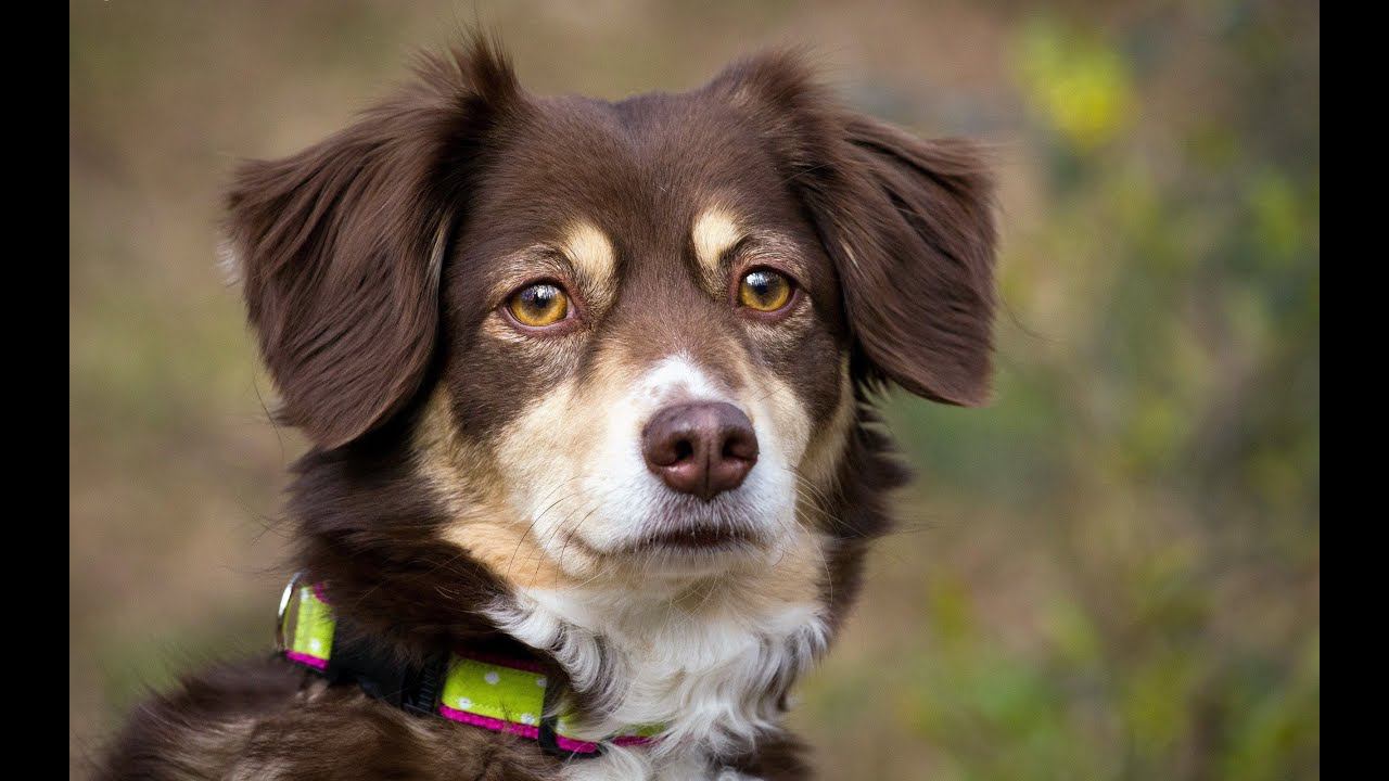 ♎Собака под знаком ВЕСЫ. Гороскоп для домашних животных.