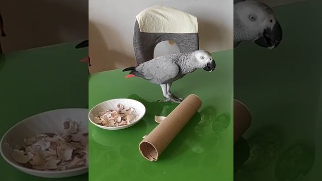 Жако хозяйничает на кухонном столе