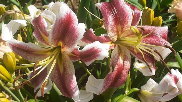 лилия МИСС ПЕЧВОРК от-гибрид