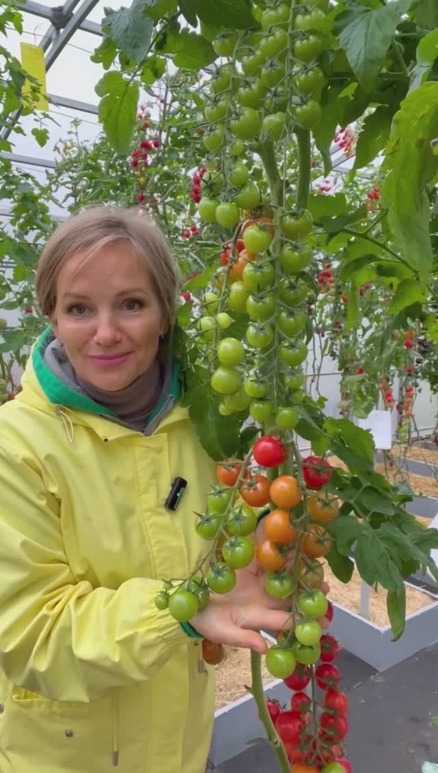 черри Люба F1