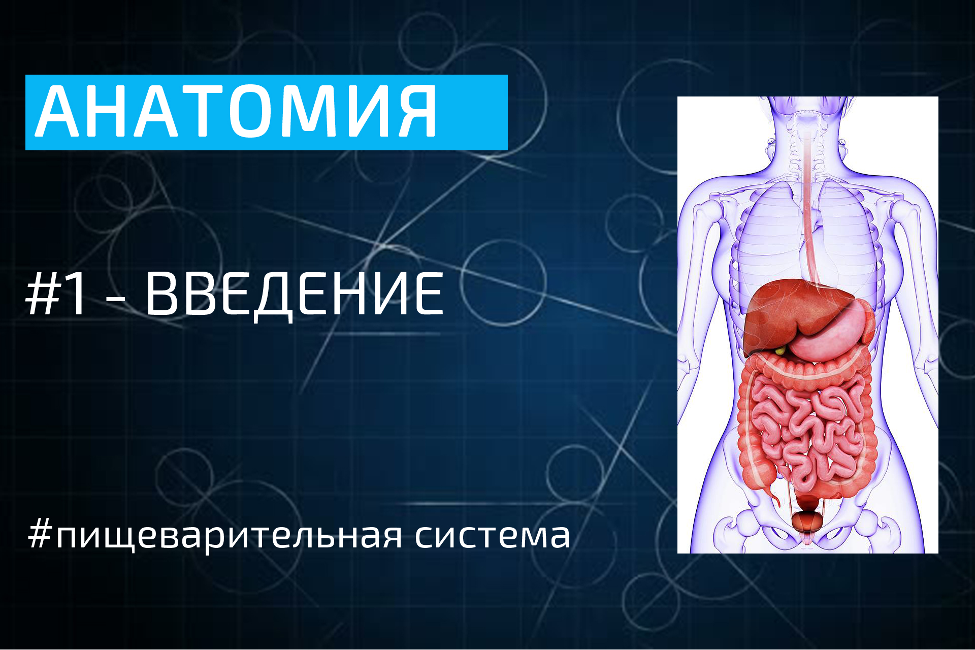 Анатомия: пищеварительная система - введение