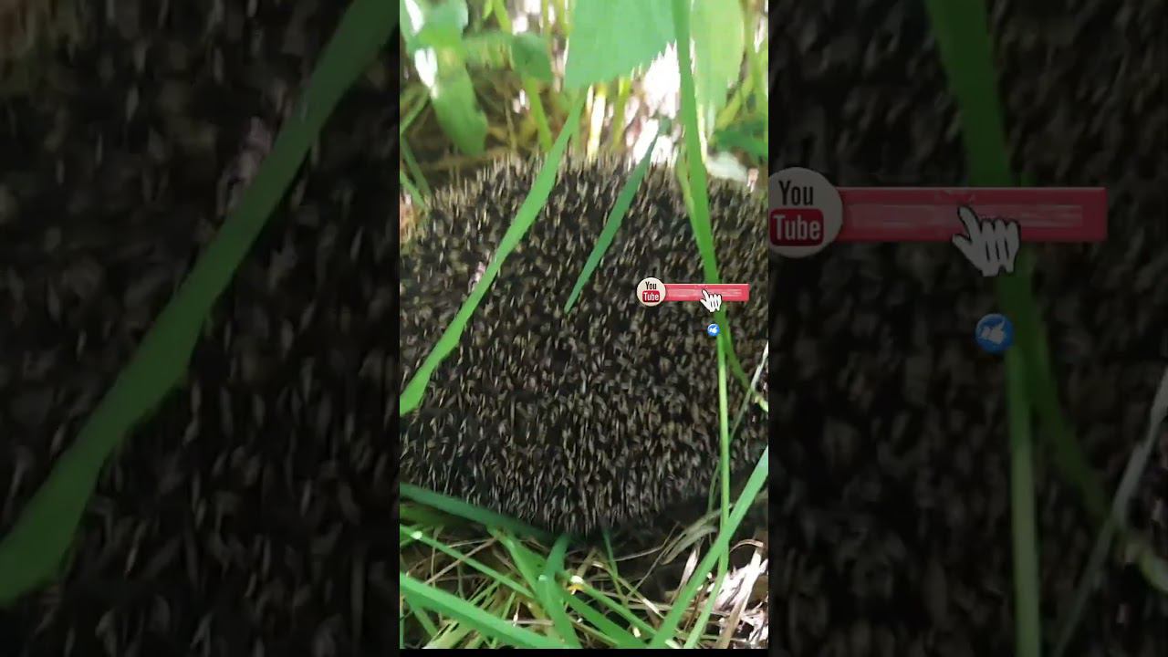 Ёжик пришел в гости на пасеку к пчелам #природа