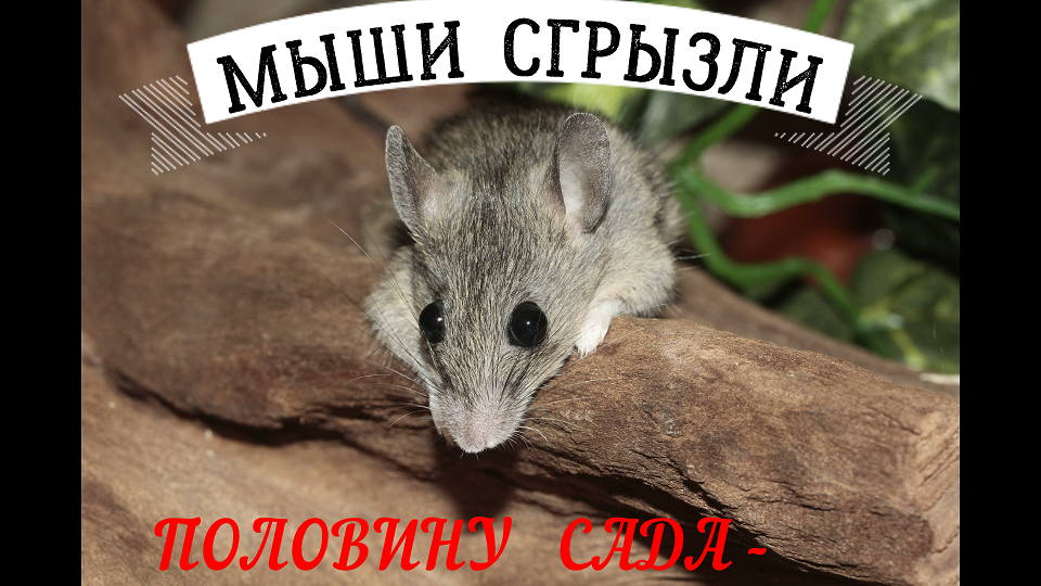 МЫШИ СГРЫЗЛИ ПОЛОВИНУ САДА!#мыши#мышь#мышивсаду#вредителисада#грызуны#сгрызлияблони#