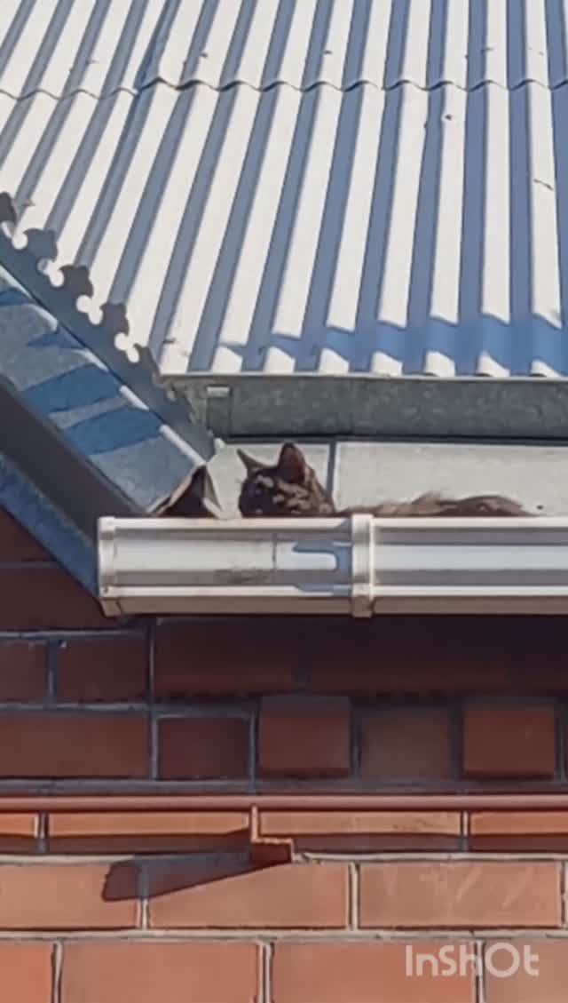 Переполох на крыше