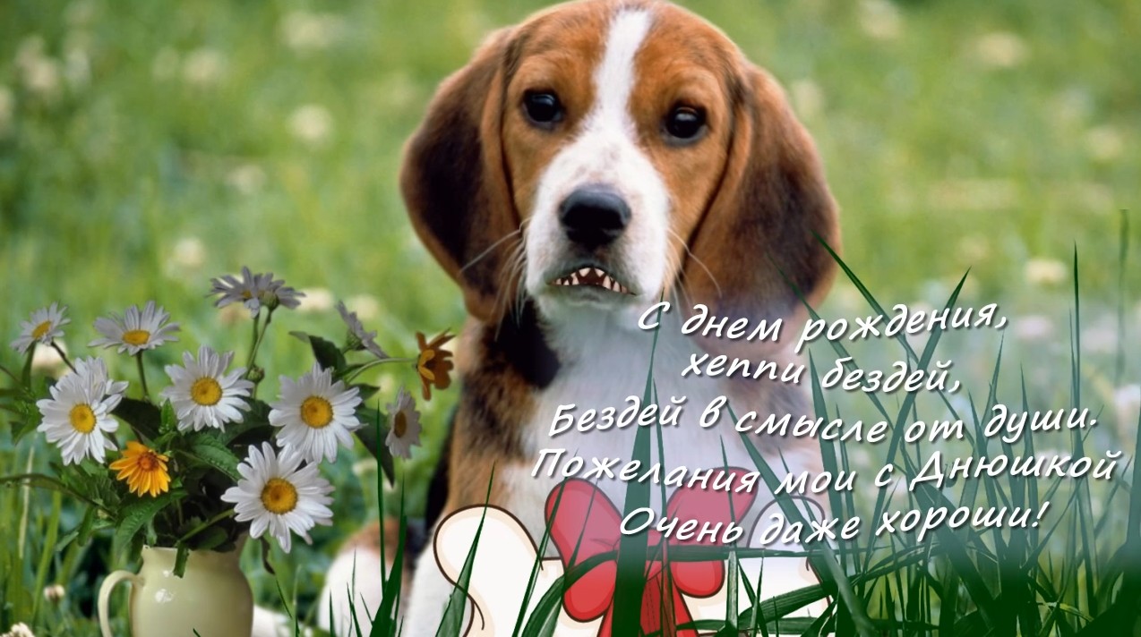 Поздравление с днем рождения от домашнего любимца