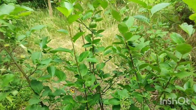 Какой запах у настоящей земляники? -Запах детства!