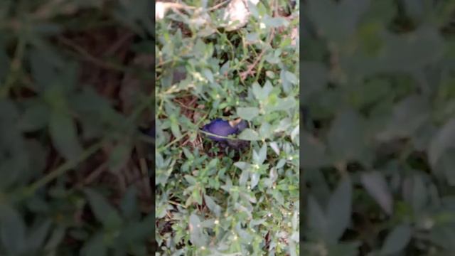 жужелица у нас живет