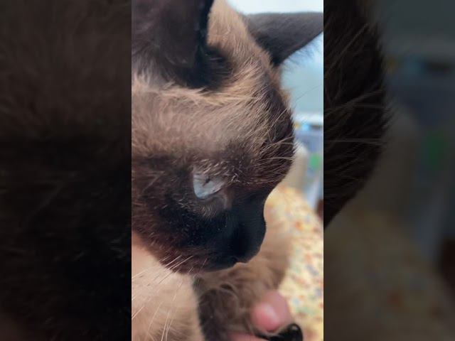 20210708 Сёма мурлыкает