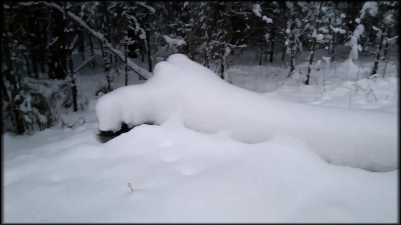 Валежник. Башкирские законодатели запретили брать сухостой.