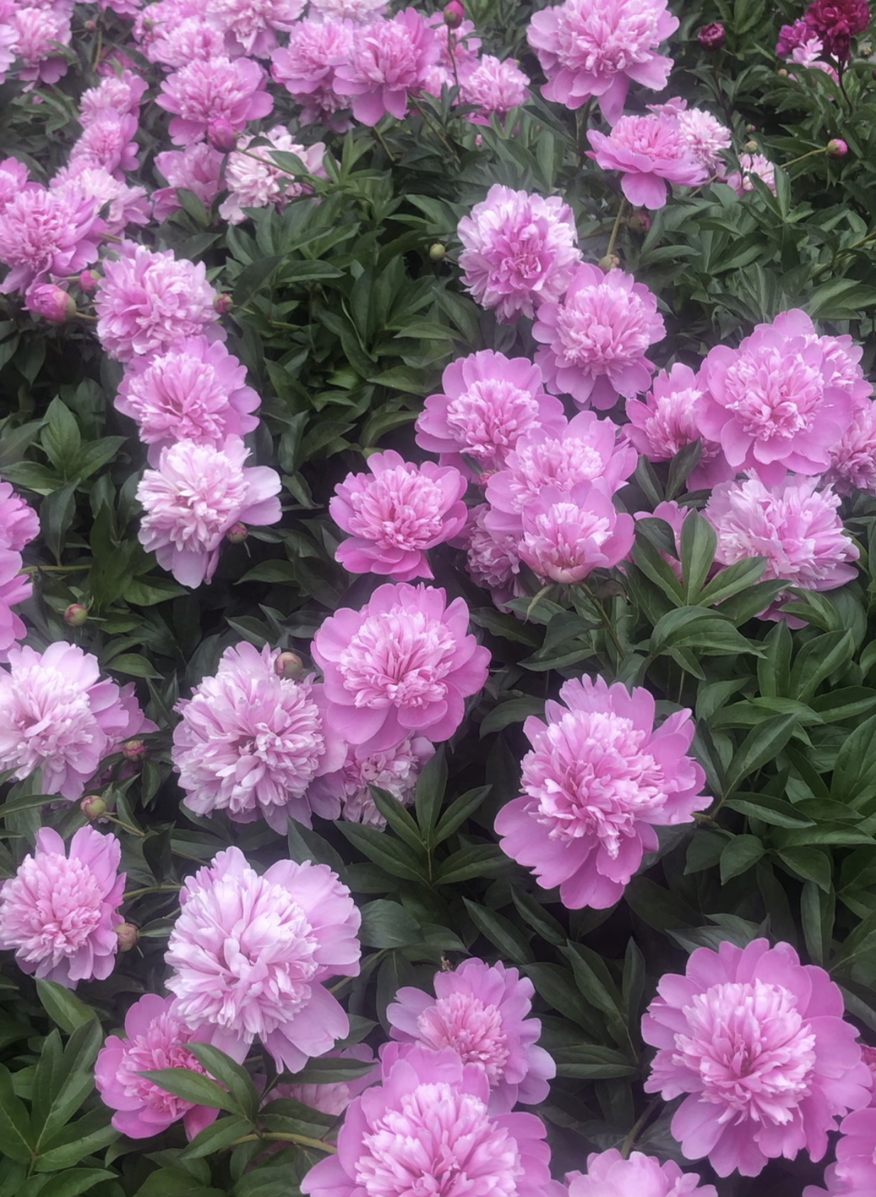 Пионы 🧡💜🩷