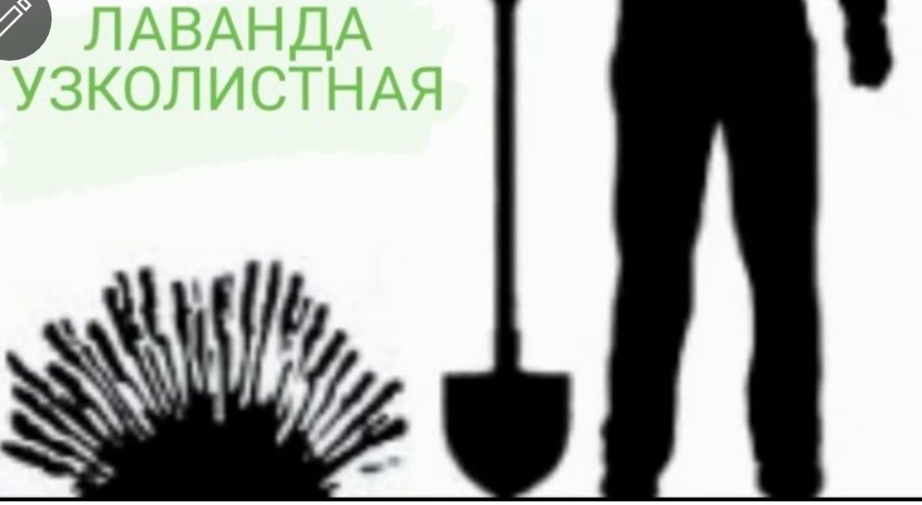 Лаванда узколистная" Lavandula angustifolia".