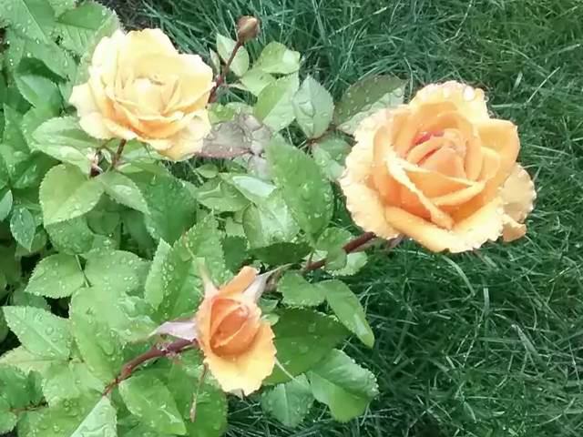 Желтые розы