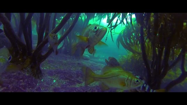 ФУТАЖИ! Дайвинг Подводный Животные