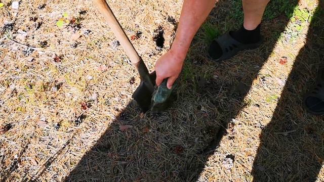 Монетный. Белка.