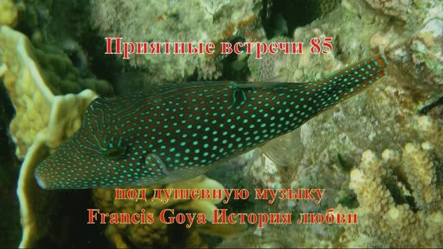 Приятные встречи 85 Кузовок остроносый жемчужный иглобрюх под музыку Francis Goya История любви