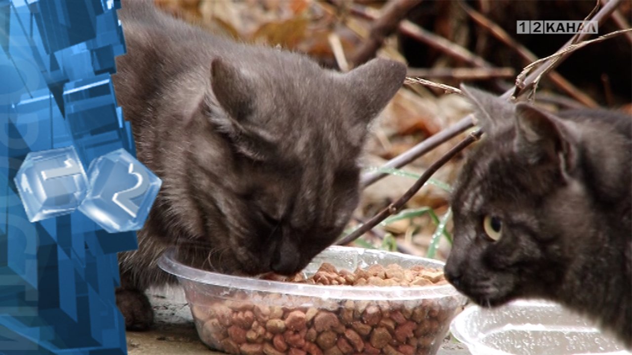 Проблема бездомных животных остается одной из самых актуальных.mp4