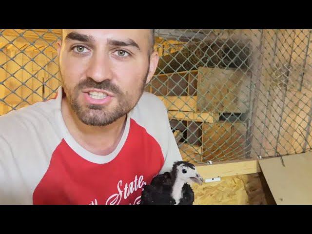 ИНДЮШОНОК лечим как и чем УТЯТА ИЗ ПОД УТКИ