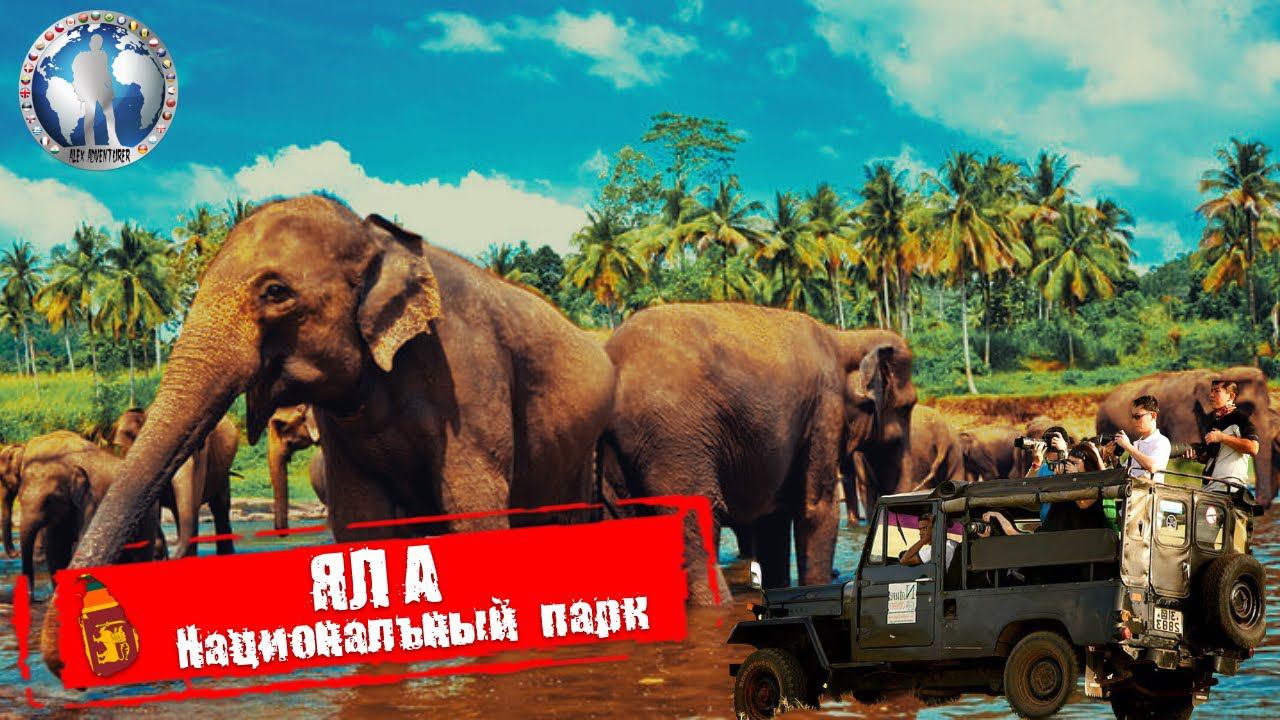 Яла 🇱🇰 Шри-Ланка. Национальный парк. Сафари лучший способ 💯Алекс Авантюрист